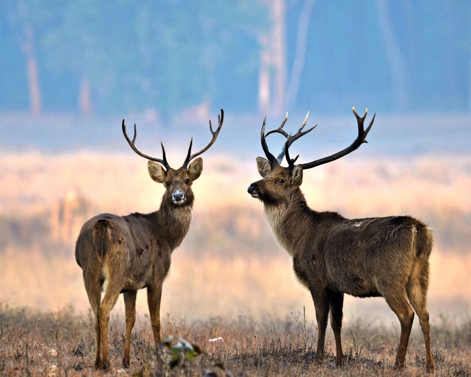 Barasingha - The National Parks of India