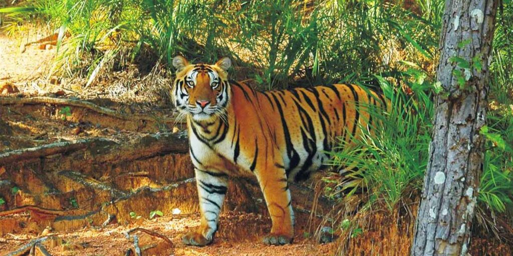 Satkosia Tiger Reserve - The National Parks of India