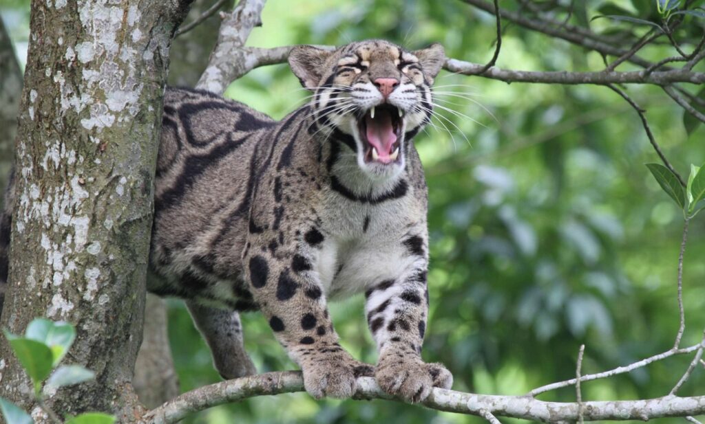 Clouded Leopard National Park - The National Parks of India