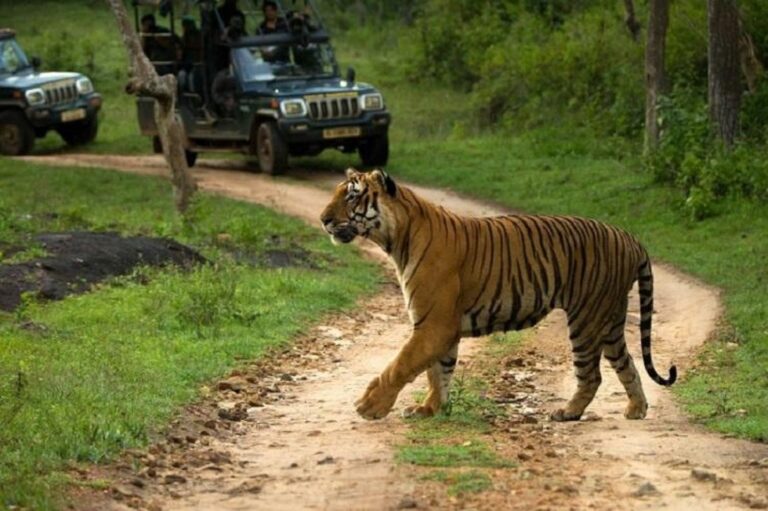 Bandipur National Park - The National Parks of India