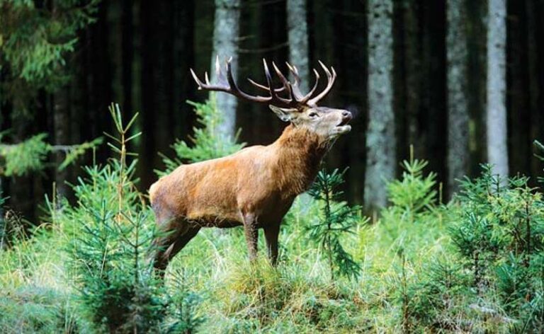 Dachigam National Park - The National Parks of India
