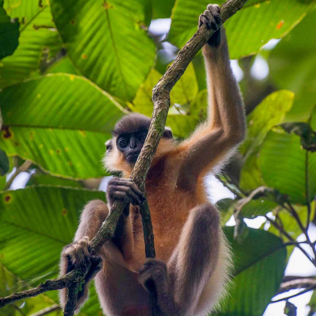 Dehing Patkai National Park - The National Parks of India