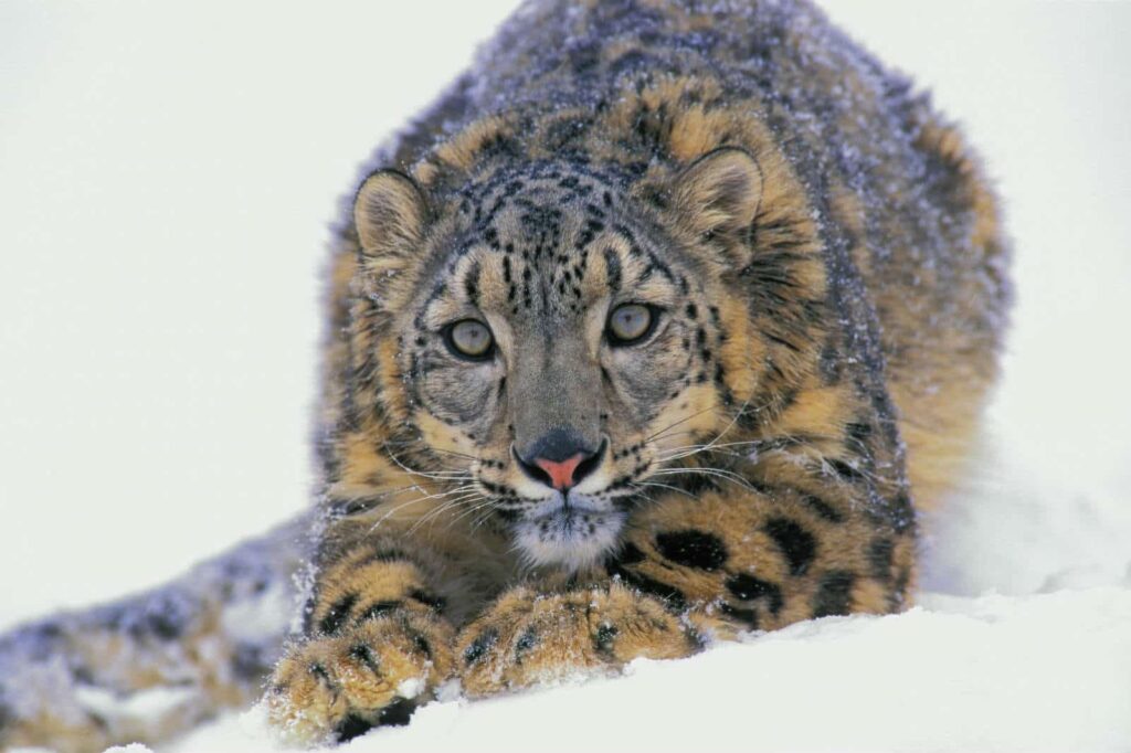 Hemis National Park - The National Parks of India