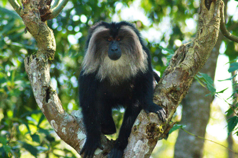 Indira Gandhi National Park - The National Parks of India