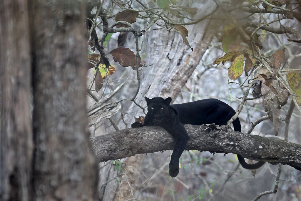 Nagarhole National Park - The National Parks of India