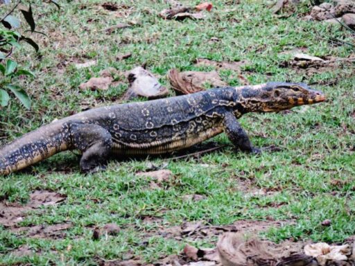 North Button Island National Park - The National Parks of India