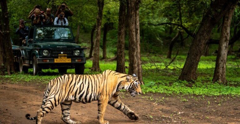 Pench National Park - The National Parks of India