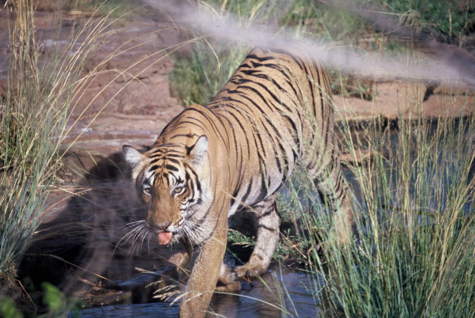 Rajaji National Park - The National Parks of India