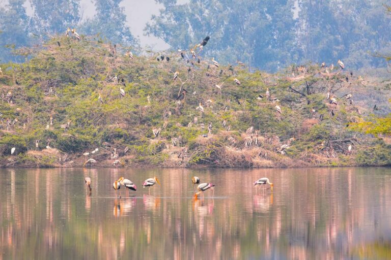 Sultanpur National Park - The National Parks of India