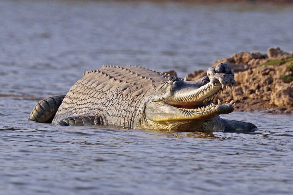 Gharial - The National Parks of India