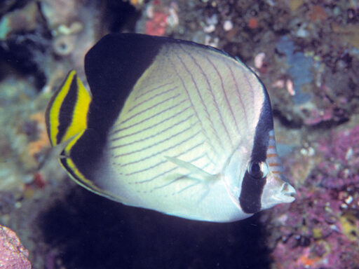 Butterfly Fish - The National Parks of India