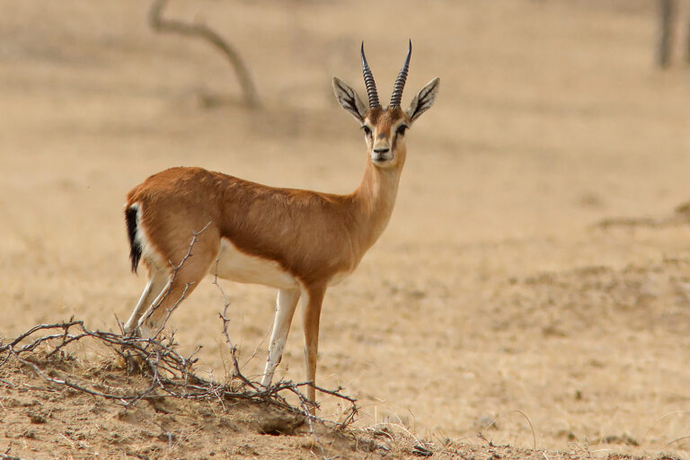 Chinkara - The National Parks of India