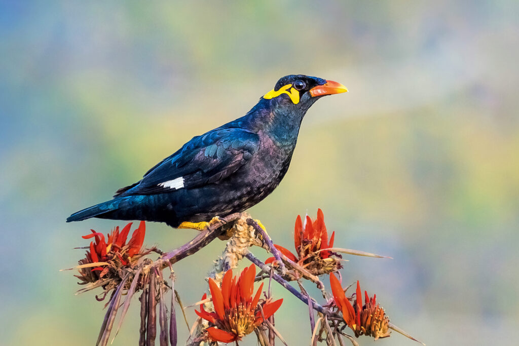 Hill Myna - The National Parks of India