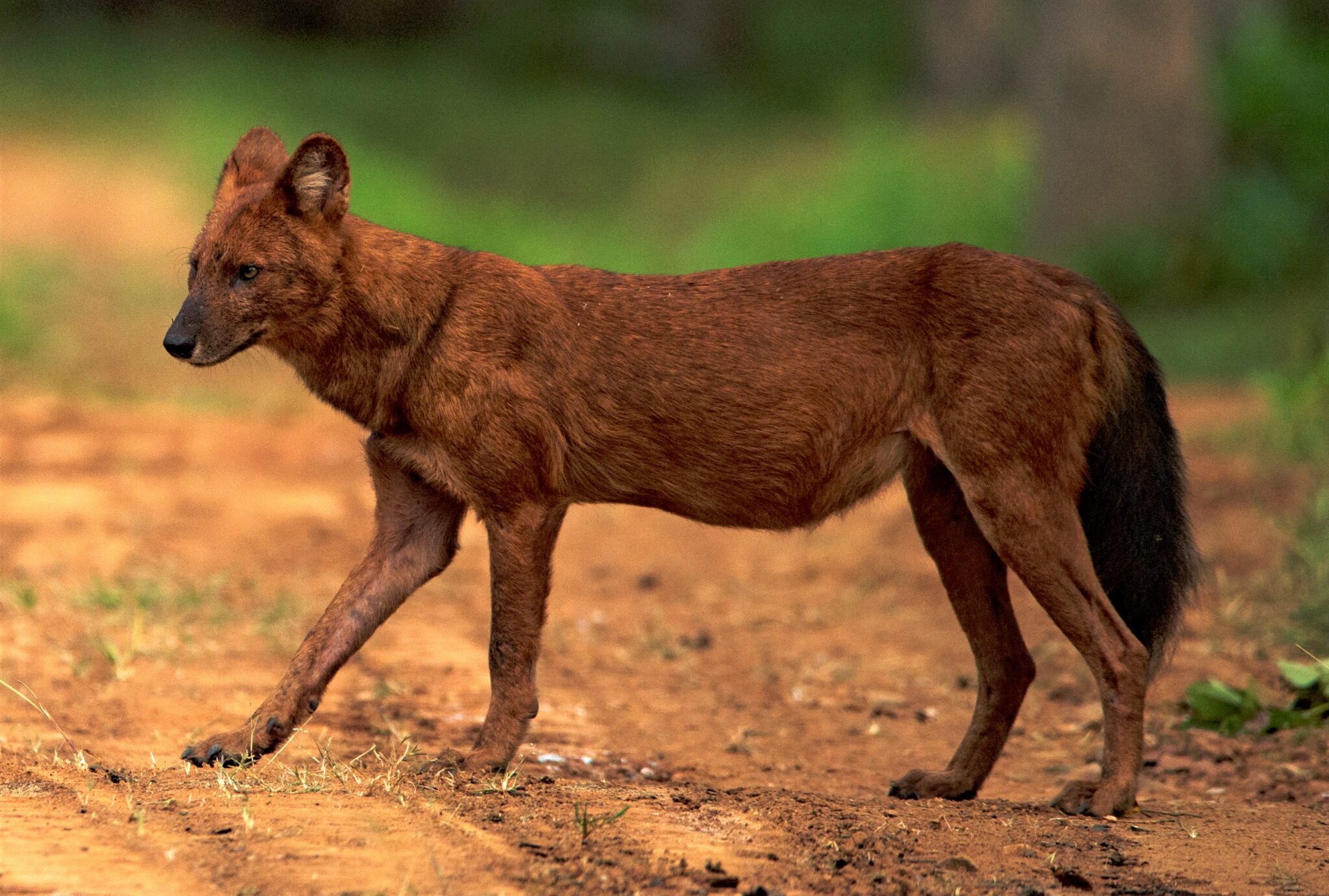 Dhole - The National Parks of India