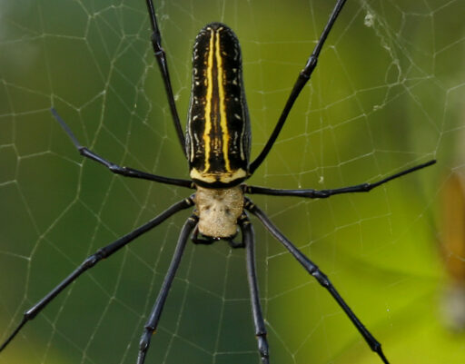 Giant Wood Spider - The National Parks of India