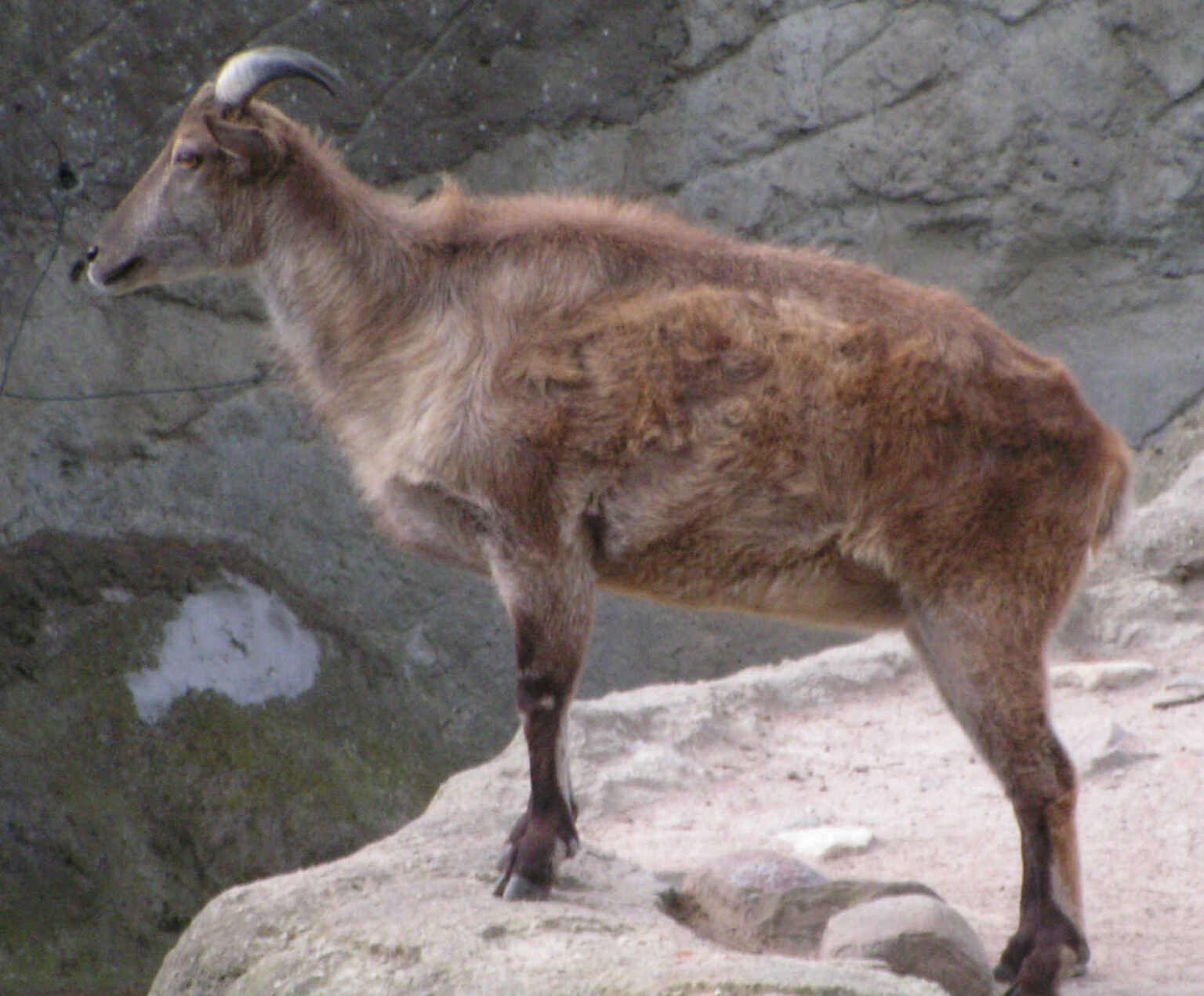 Tahr - The National Parks of India