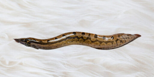 Eel - The National Parks of India