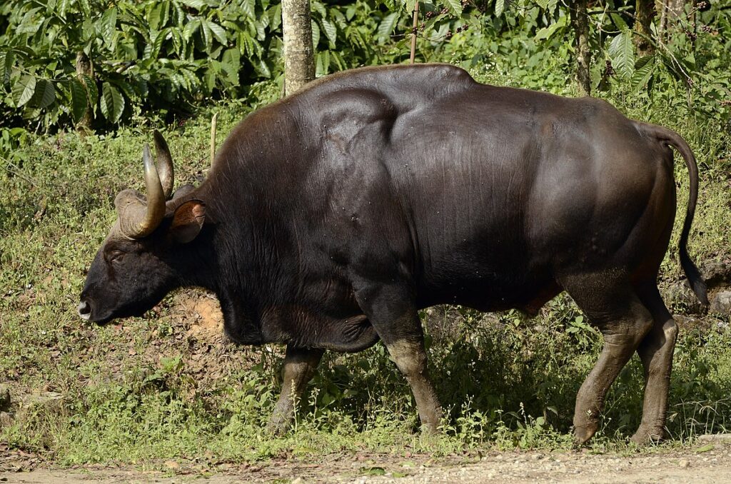 Gaur - The National Parks of India