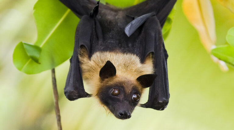 Flying Fox - The National Parks of India