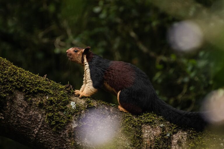 Giant Squirrel - The National Parks of India