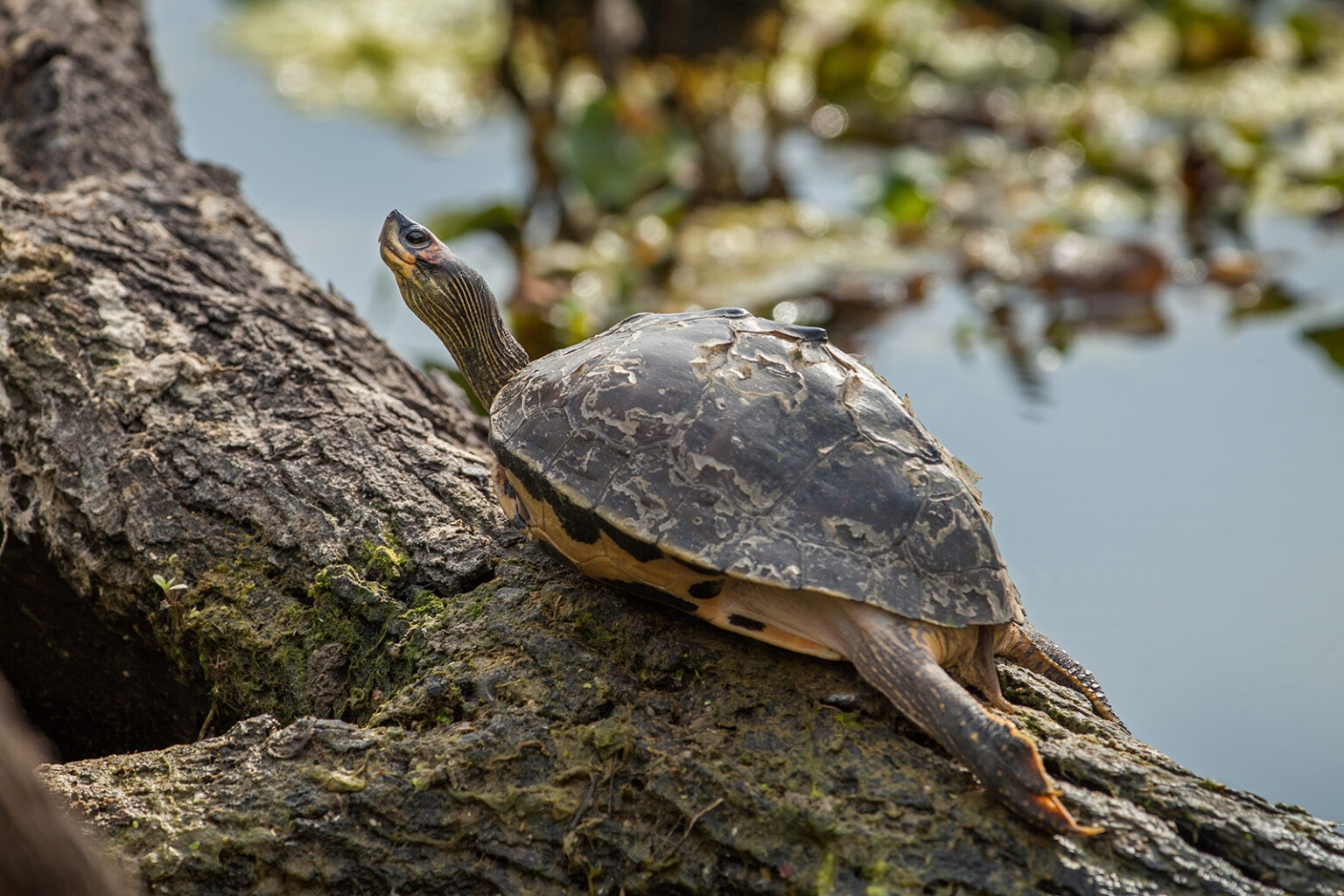 Roof Turtle - The National Parks of India