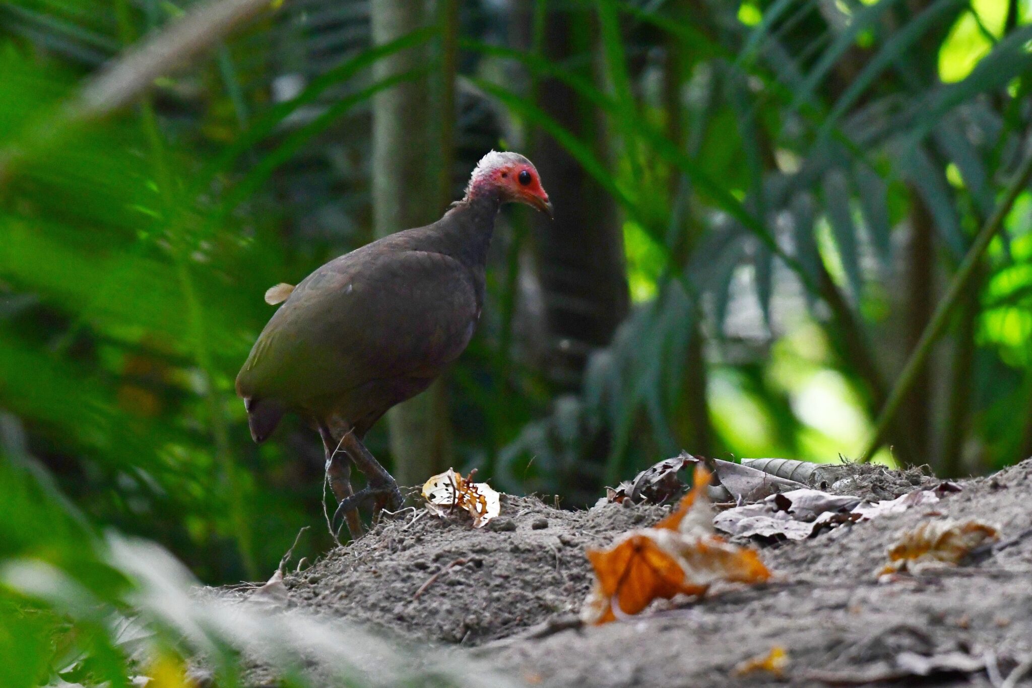 Megapode - The National Parks of India
