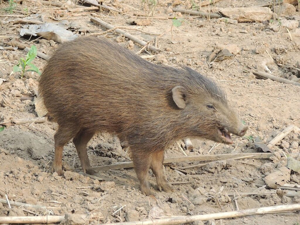 Pygmy Hog - The National Parks of India