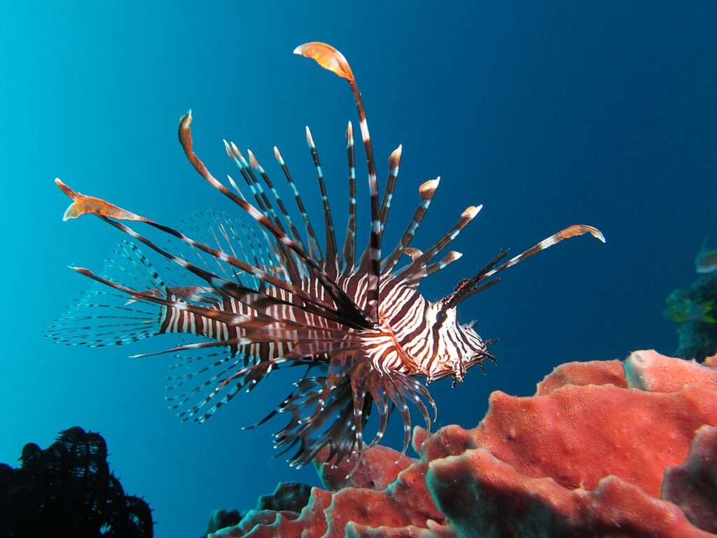 Lionfish - The National Parks of India