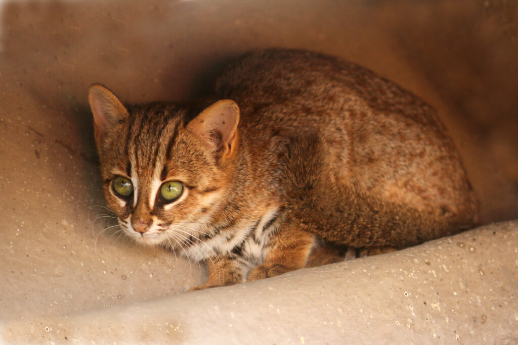 Rusty Spotted Cat - The National Parks of India