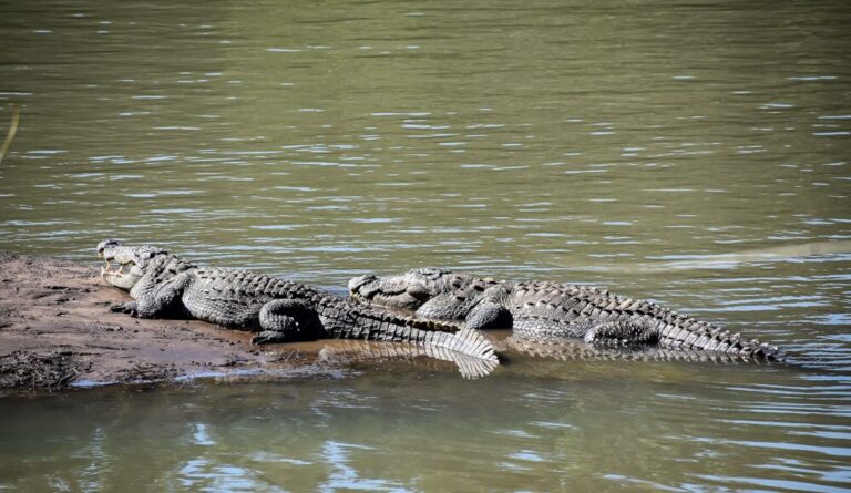 Anshi National Park - The National Parks of India