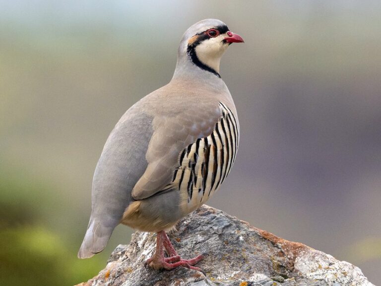 Chukar - The National Parks of India