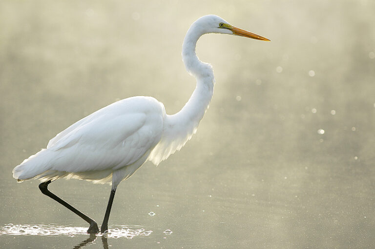 Egret - The National Parks of India
