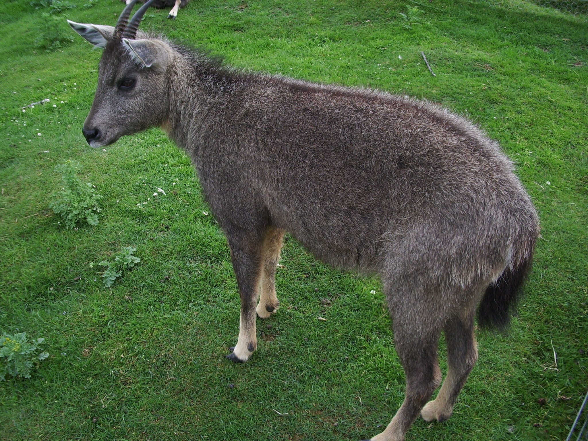 Goral - The National Parks of India