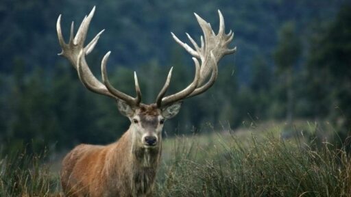 Kashmir Stag - The National Parks of India