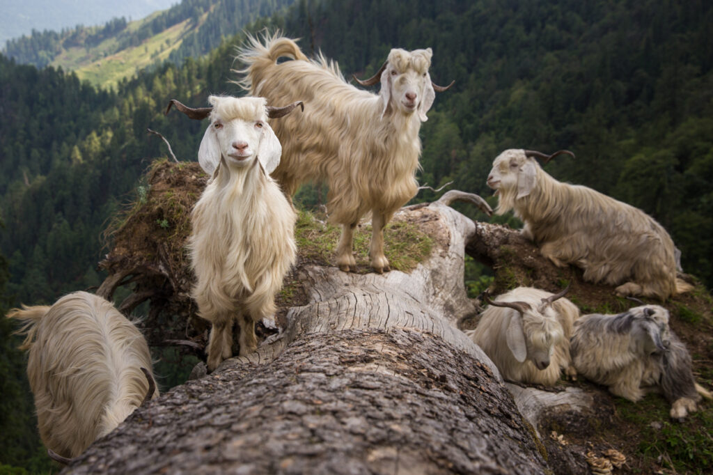 Mountain Goat - The National Parks of India
