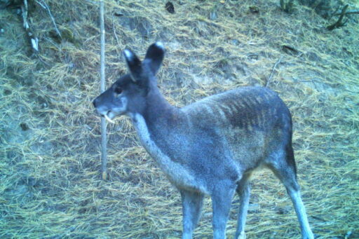 Musk Deer - The National Parks of India