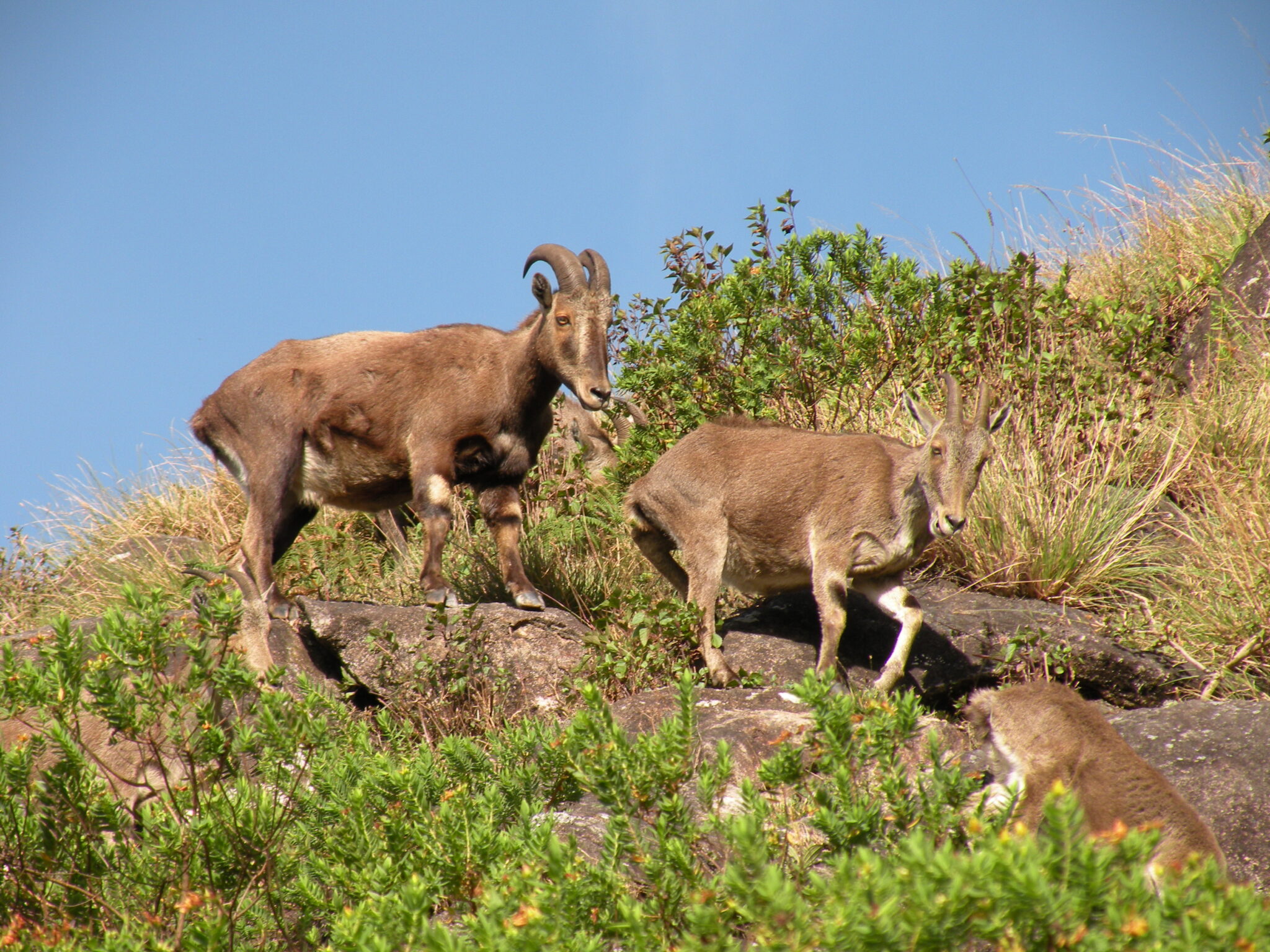 Nilgiri Tahr - The National Parks of India