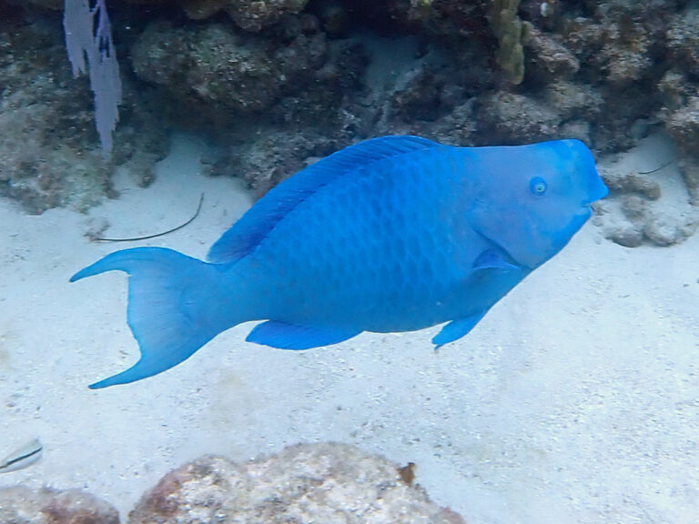 Parrot Fish - The National Parks of India