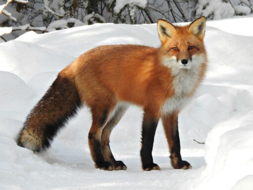 Red Fox - The National Parks of India