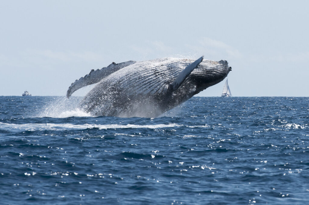 Whale - The National Parks of India