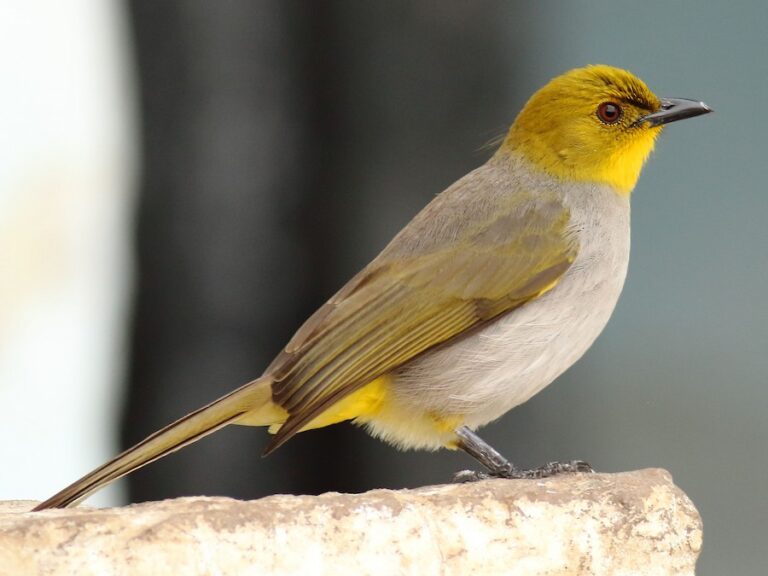 Yellow-throated Bulbul - The National Parks of India