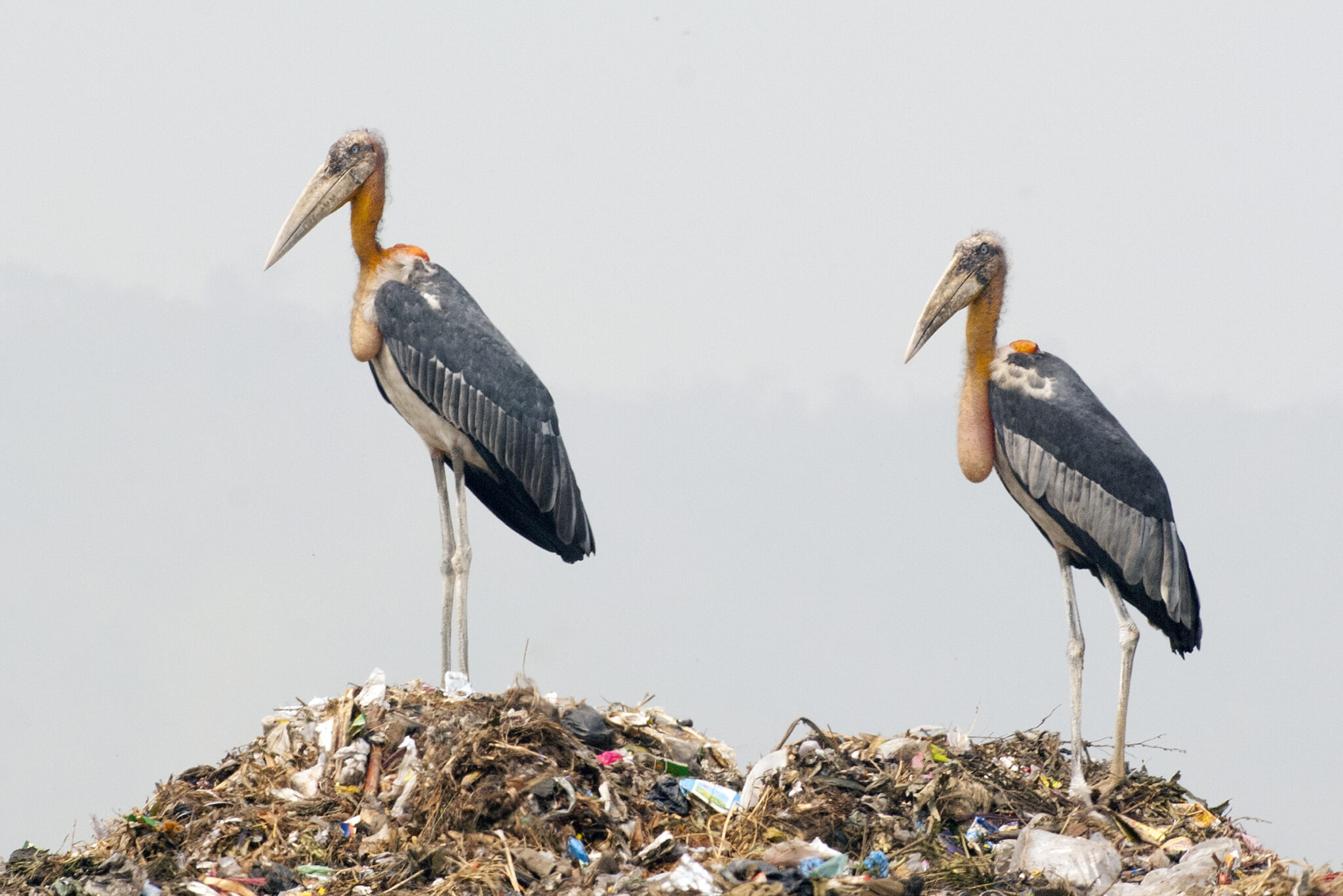 Stork - The National Parks of India